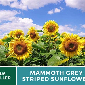 Mammoth Grey Stripe Sunflower Seeds – Heirloom Flower, Medicinal ...