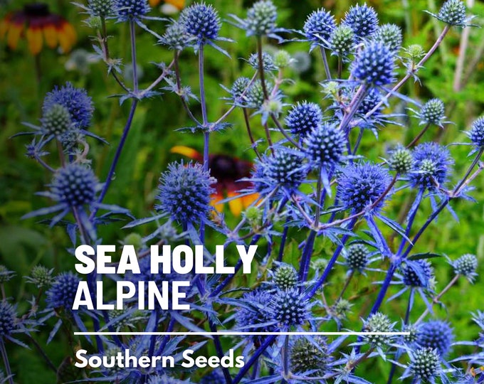 Purple Sheen Sea Holly Seeds, Thistle, Eryngium Leavenworthii ER0220R ...