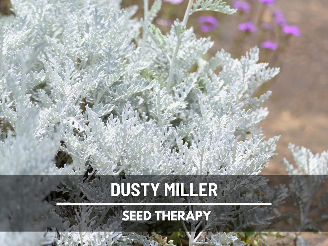 Dusty Miller Seeds – Heirloom Plant, Silvery Foliage & Timeless Garden ...