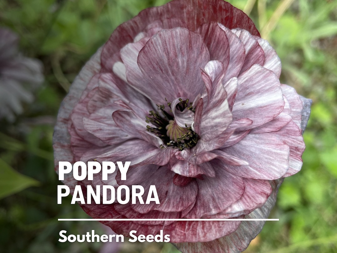 Poppy, Pandora - 25 Seeds - Heirloom Flower, Corn Poppy, Striking Lilac ...