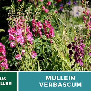 Verbascum Mix (purple Mullein) Seeds – Heirloom Flower, Medicinal Plant ...