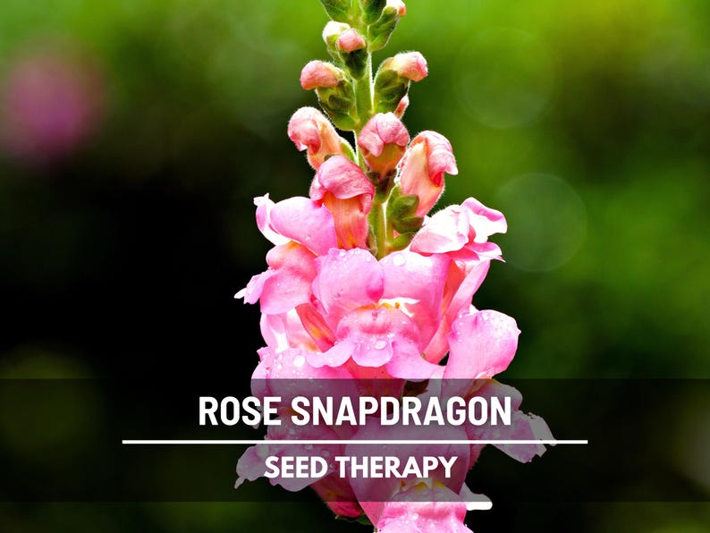Rose Snapdragon Seeds – Heirloom Flower, Rose-colored Blooms, Cut ...