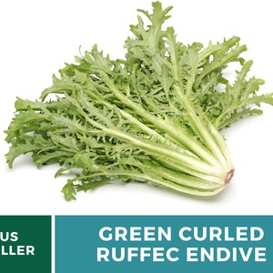 Endive, Green Curled Ruffec - 200 Seeds - Heirloom - Open Pollinated ...