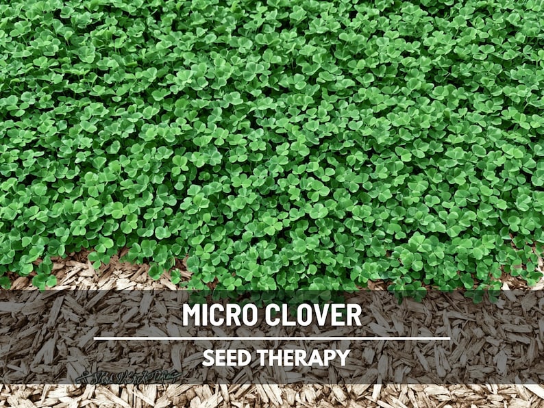 Micro Clover (mini Clover) Seeds – Perennial Lawn Alternative, White ...