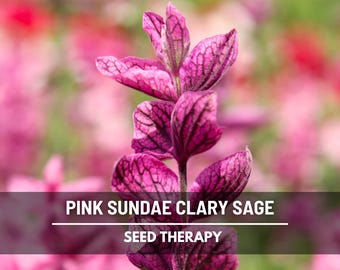 100 Pink Sundae Clary Sage Salvia Flower Seeds - Etsy