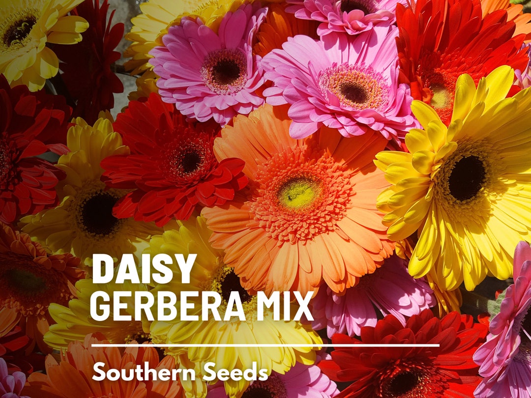 Daisy, Gerbera Mix - 20 Seeds - Hybrid Flower, Barberton Daisy ...