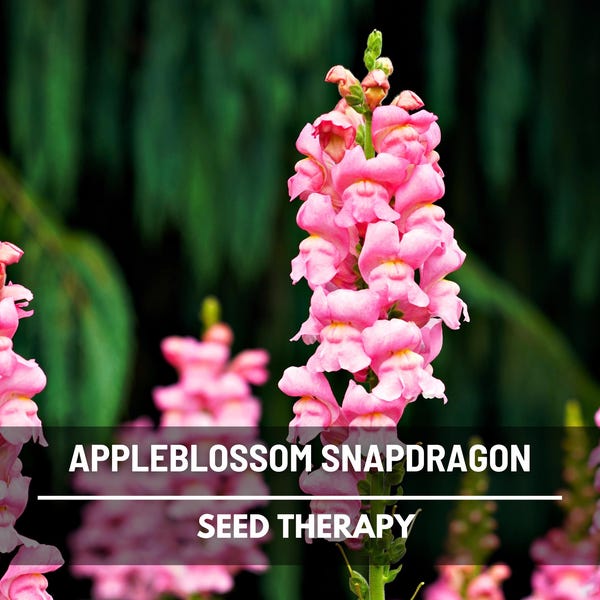 Snapdragon Seeds - Etsy
