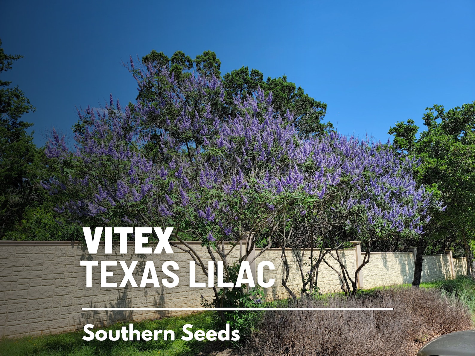 Vitex Chaste Tree Seeds (texas Lilac) – Heirloom Shrub, Stunning Blue ...