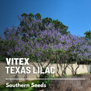 Vitex Chaste Tree Seeds (texas Lilac) – Heirloom Shrub, Stunning Blue ...