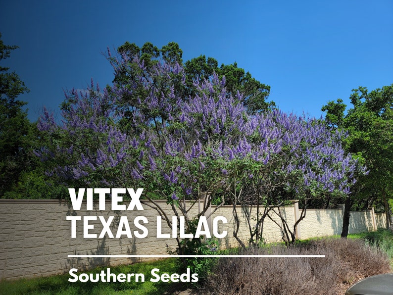 Vitex Chaste Tree Seeds (texas Lilac) – Heirloom Shrub, Stunning Blue ...