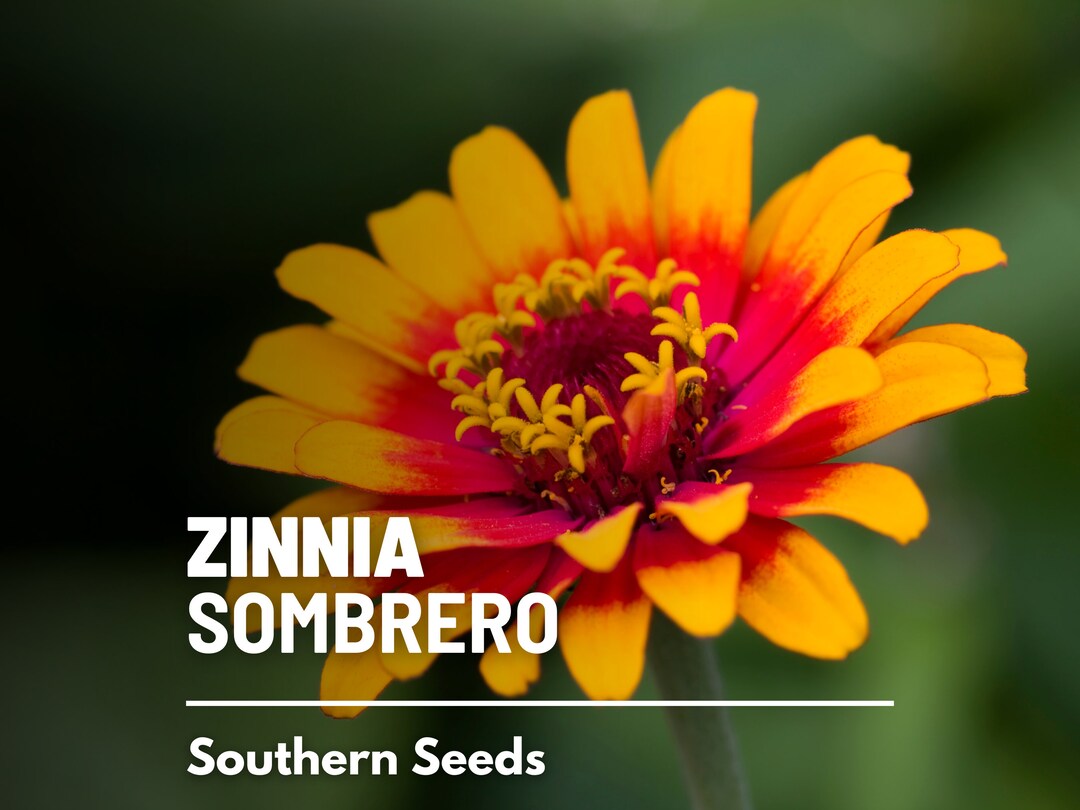 Zinnia, Sombrero - 50 Seeds - Heirloom Flower, Vibrant Blooms, Drought ...