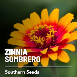 Zinnia, Sombrero 50 Seeds Heirloom Flower, Vibrant Blooms, Drought ...