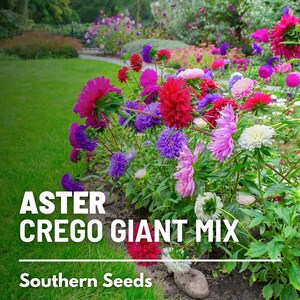 Crego Giant Mix Aster Seeds – Heirloom, Large Ruffled Double Blooms ...