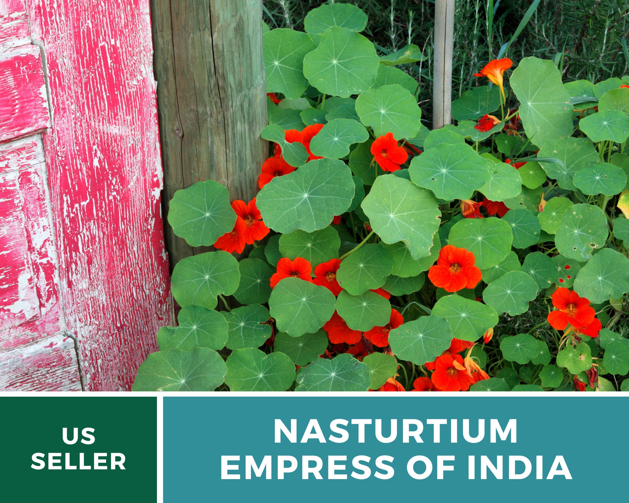 Empress of India Nasturtium Seeds – Heirloom Flower, Crimson Red Edible ...