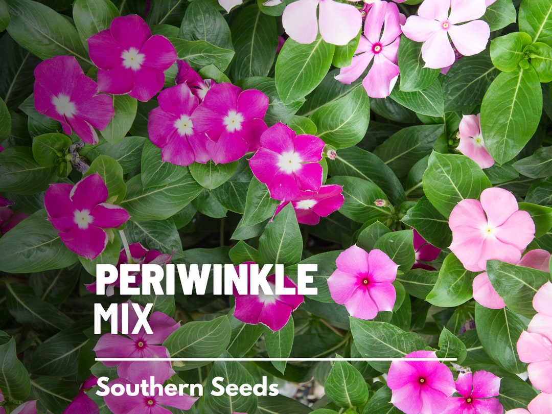 Periwinkle, Mix - 100 Seeds - Heirloom Flower, Pink to Rose Blooms ...