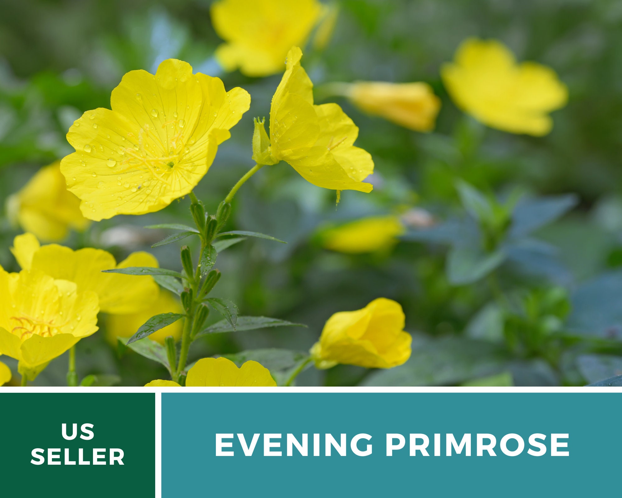Common Evening Primrose Seeds – Heirloom Flower, Medicinal Herb, Easy ...