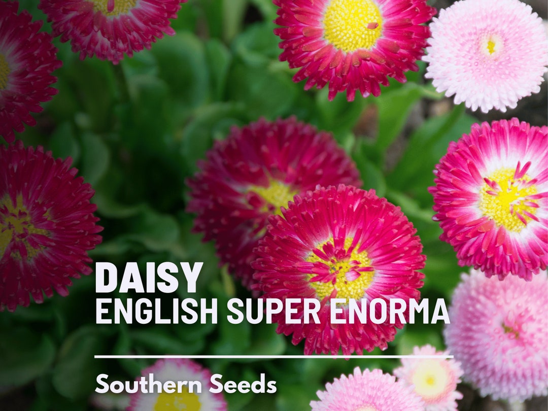 Daisy, English (super Enorma Mix) - 100 Seeds - Heirloom Flower - Large ...