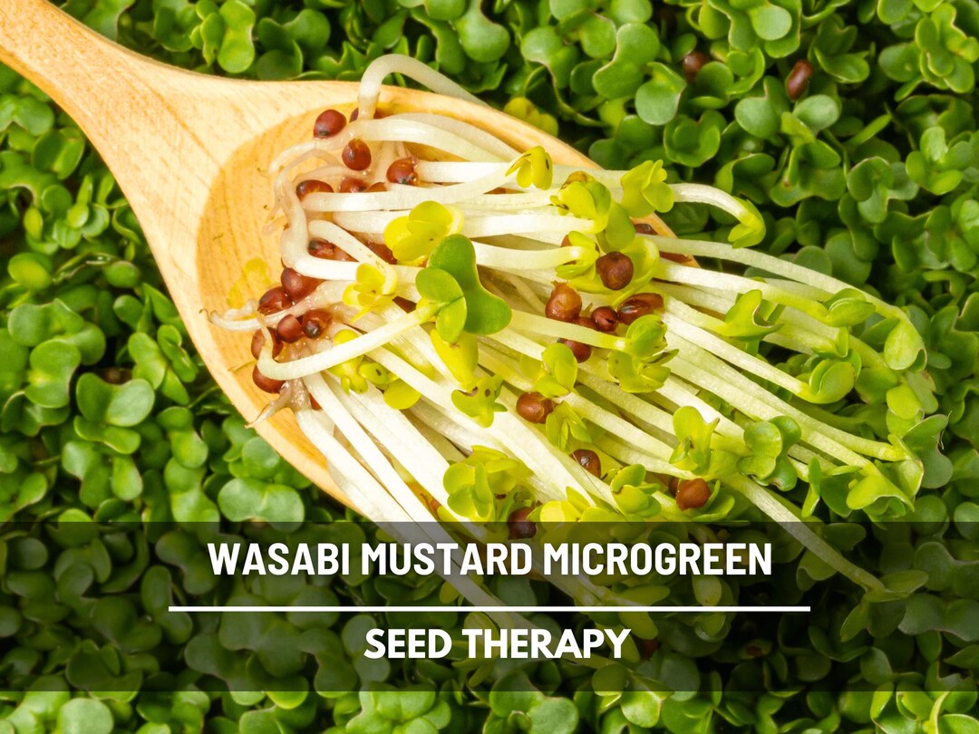 Wasabi Spicy Mustard Microgreen Seeds – Heirloom, Peppery and Intense ...