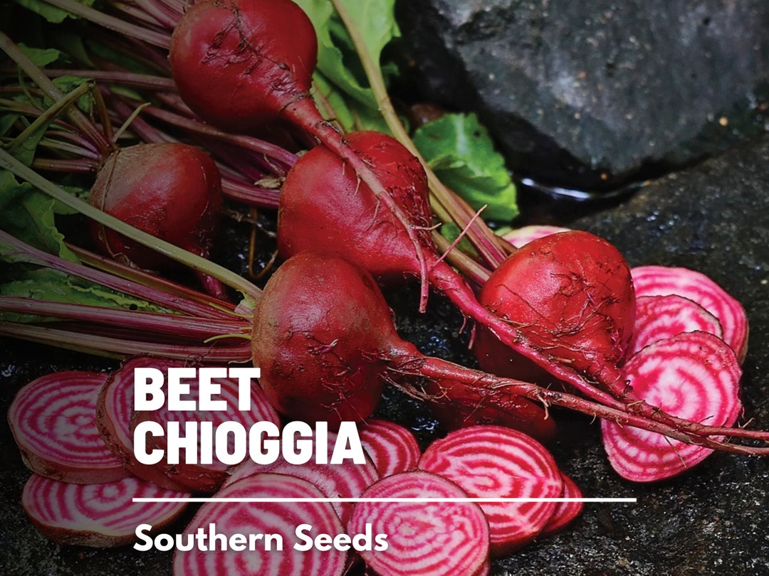 Beet, Chioggia - 100 Seeds - Heirloom Vegetable - Open Pollinated - Non ...