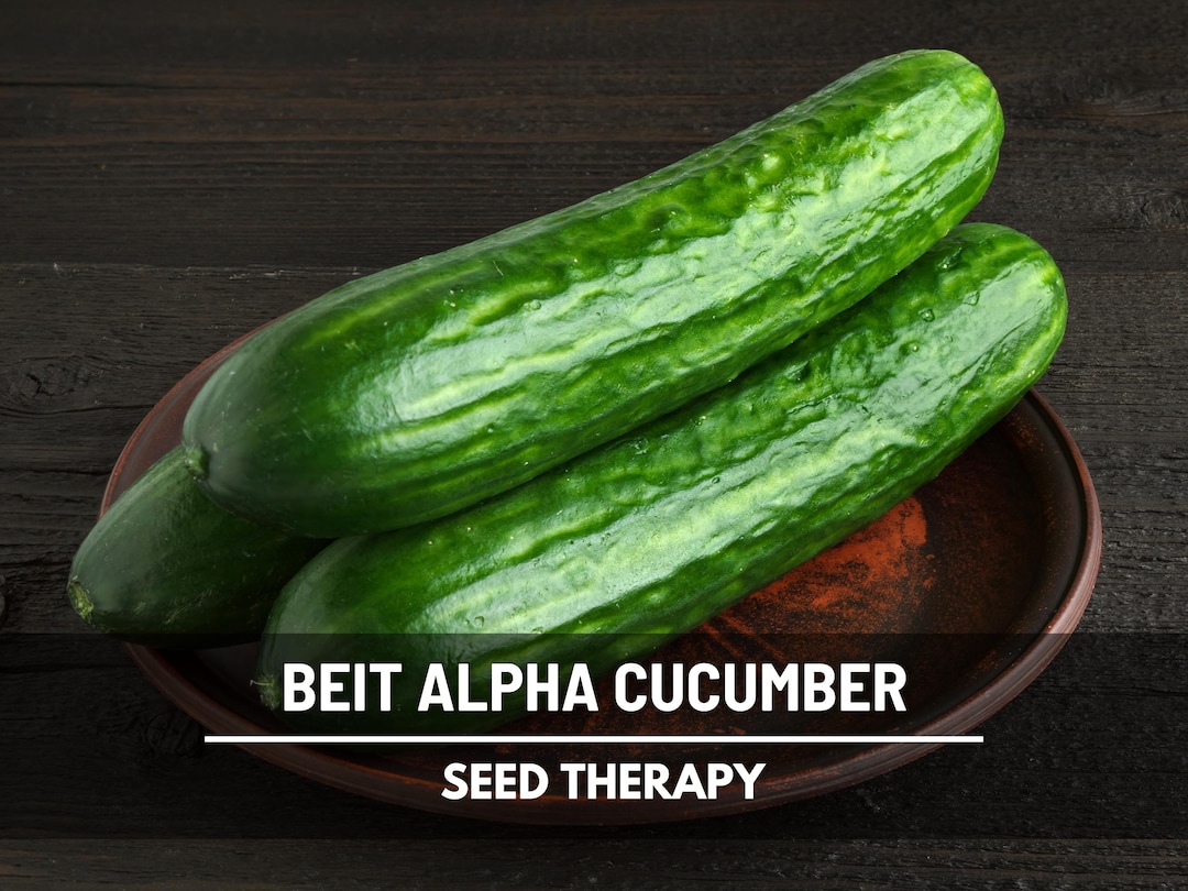 Beit Alpha Cucumber Seeds – Heirloom, Crisp Tender Slicer, Non-gmo (30 ...