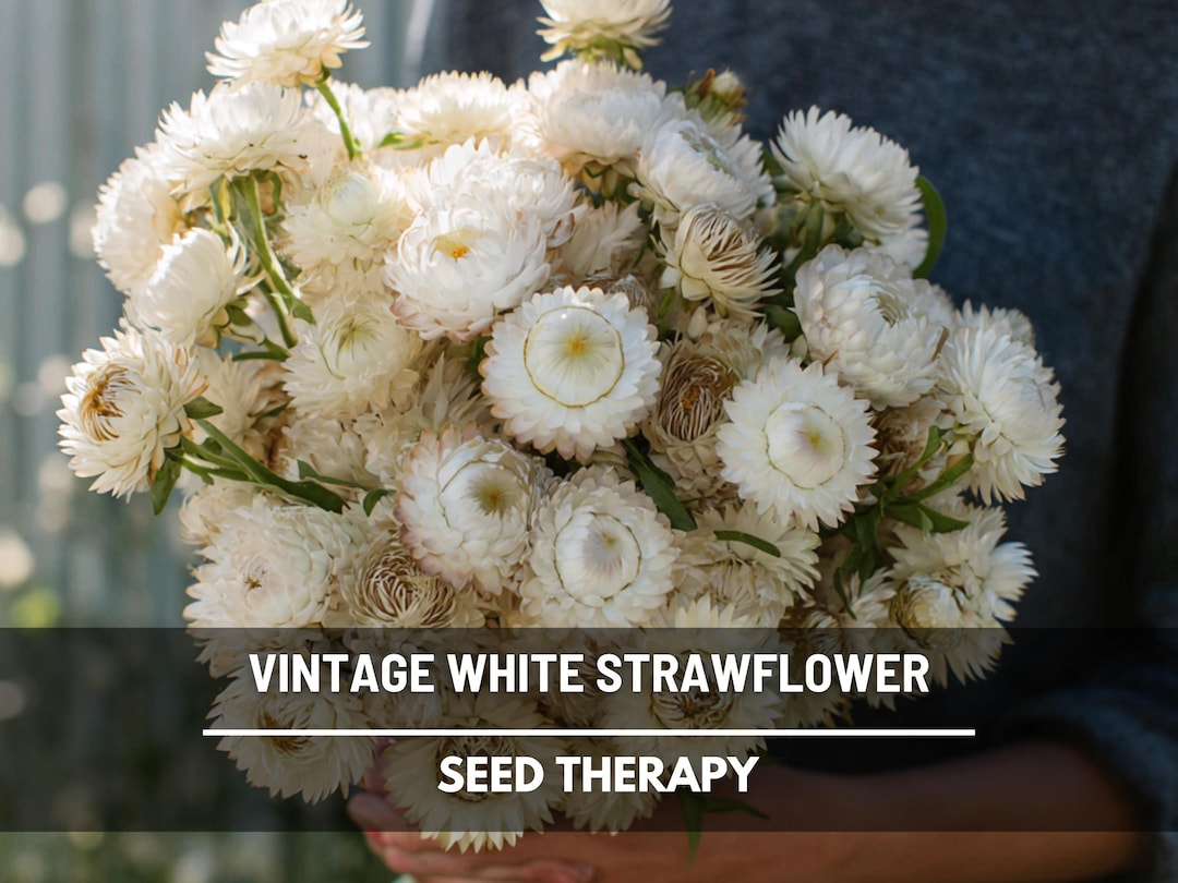 Vintage White Strawflower Seeds – Heirloom Flower, Prolific Bloomer ...