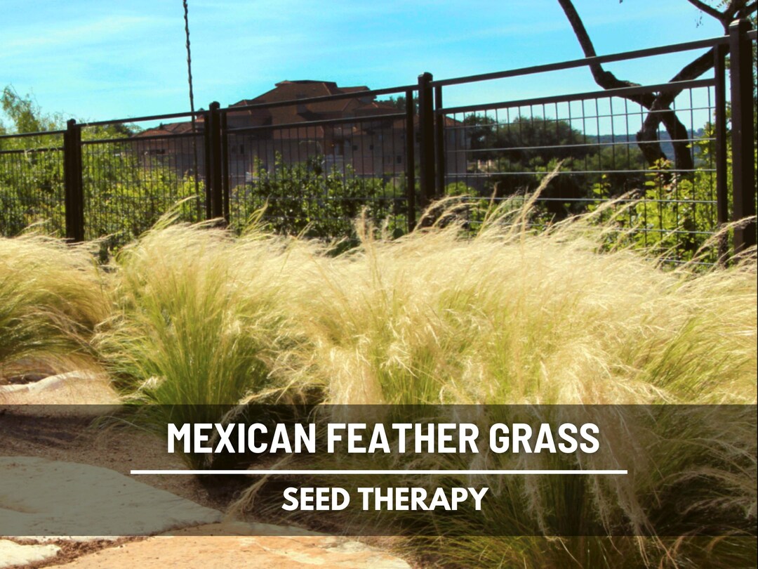 Mexican Feather Grass Seeds - Heirloom, Drought Tolerant Ornamental ...
