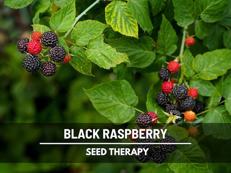 Black Raspberry Seeds – Heirloom, Hardy and Easy to Grow (30 Seeds) - Etsy