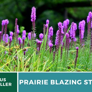 Prairie Blazing Star Seeds – Heirloom Flower, Tall and Majestic Blooms ...