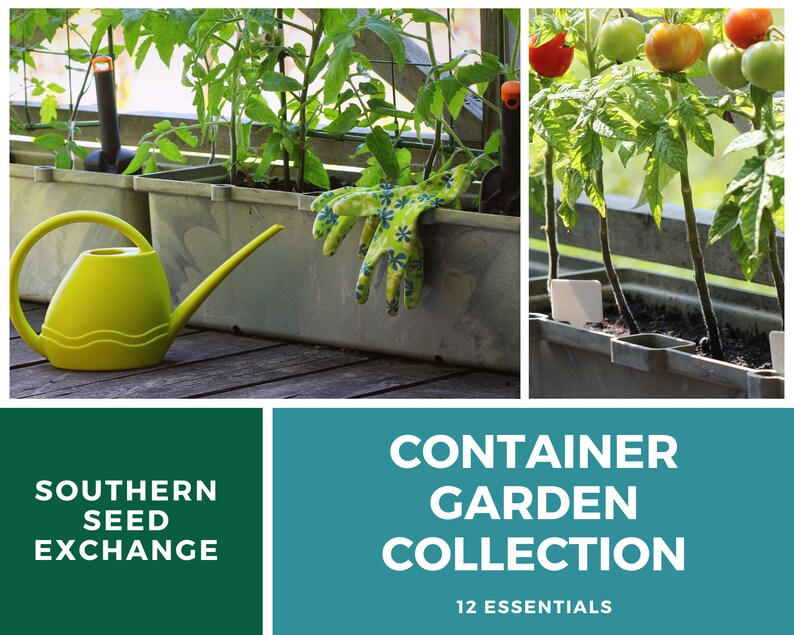 Container Garden Seed Collection 12 Essential Varieties - Etsy
