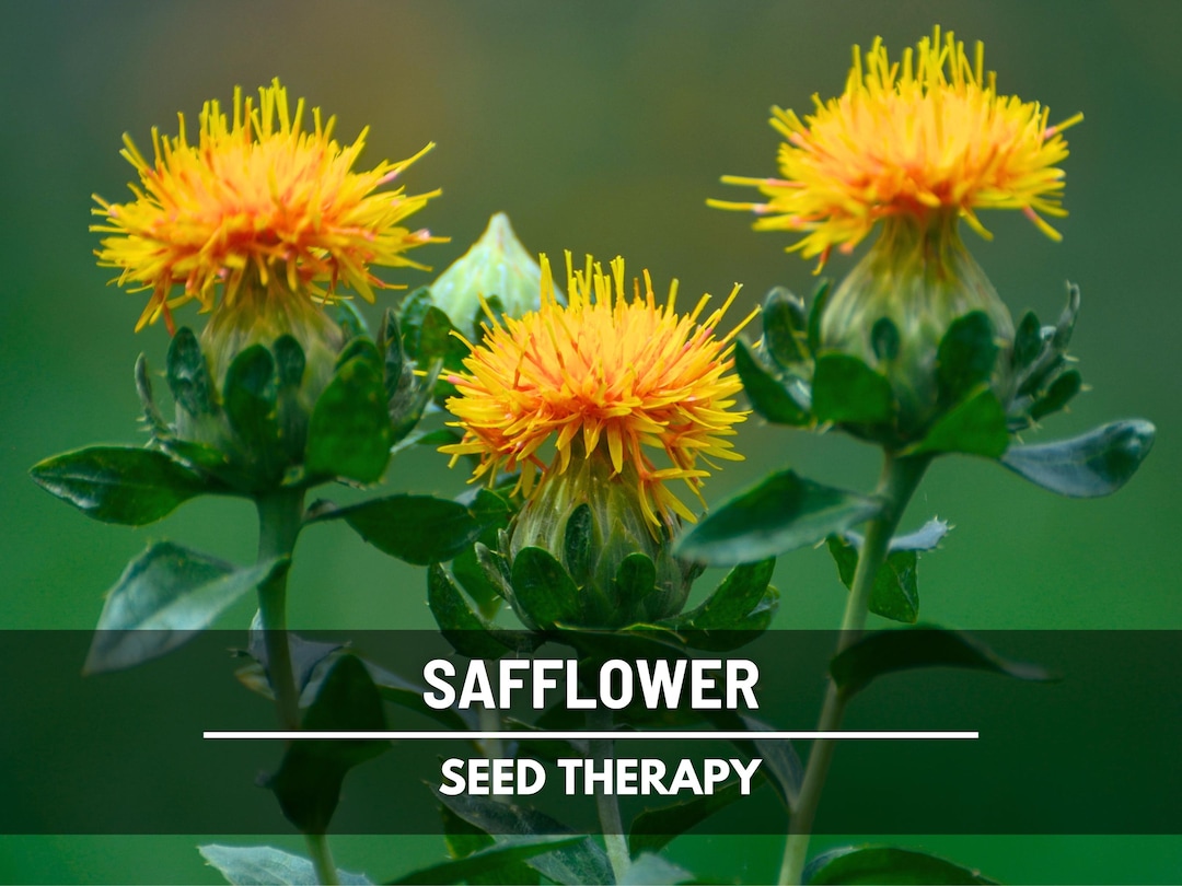 Zanzibar Safflower Seeds – Heirloom Medicinal Herb, GMO Free, Vibrant ...