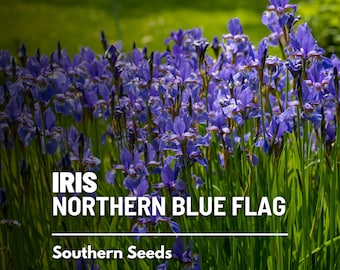 Northern Blue Flag Iris iris Versicolor Perennial - Etsy
