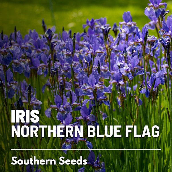 Northern Blue Flag Iris Plant - Etsy