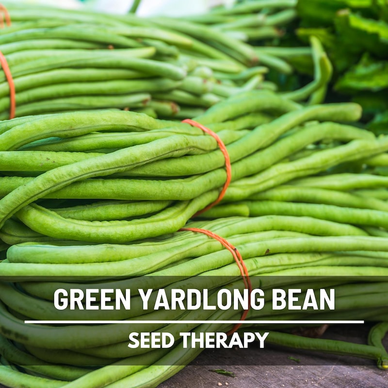 Seed Pod - Etsy