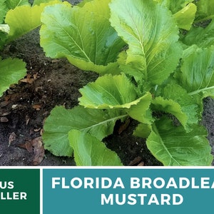 Florida Broadleaf Mustard Seeds – Heirloom Greens, Brassica Juncea ...