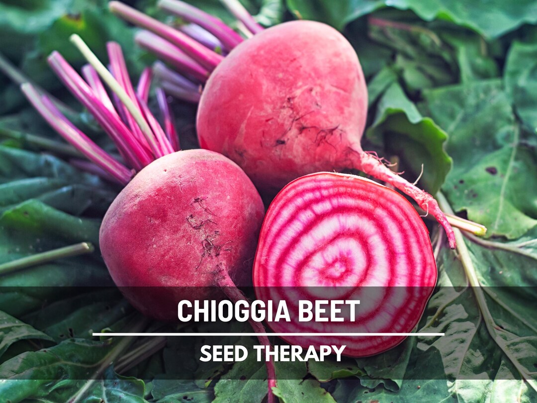 Chioggia Beet Seeds – Italian Heirloom, Beautiful Striped Beet, Mild ...