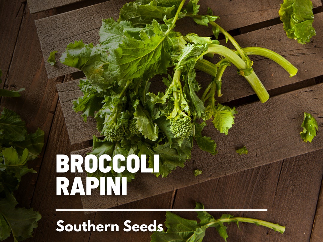 Broccoli, Rapini Early Fall (raab) - 100 Seeds - Heirloom Vegetable ...