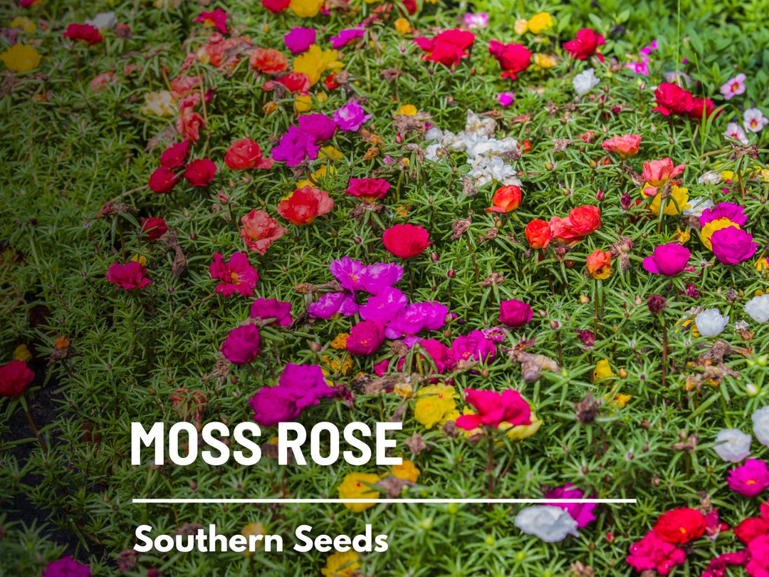 Moss Rose, Mix - 250 Seeds - Heirloom Succulent, Colorful Flowers ...