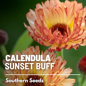 Sunset Buff Calendula Seeds – Heirloom Medicinal Flower With Apricot ...