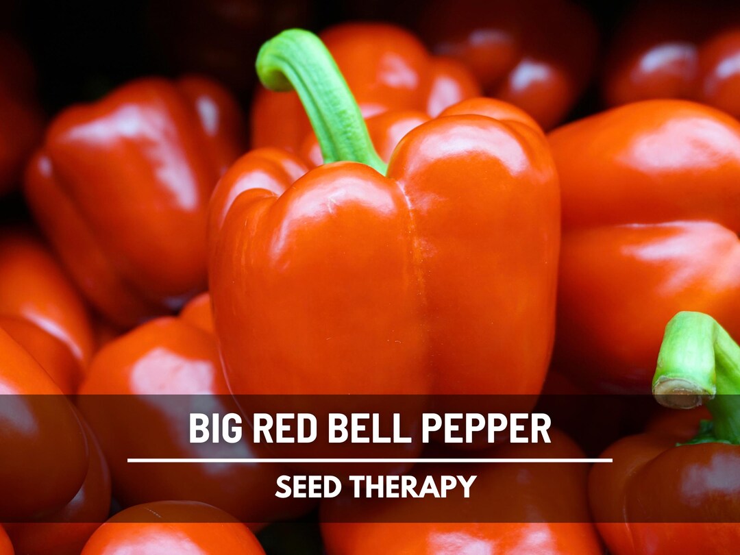 Big Red Sweet Bell Pepper Seeds – Heirloom, Open Pollinated, Non-gmo ...
