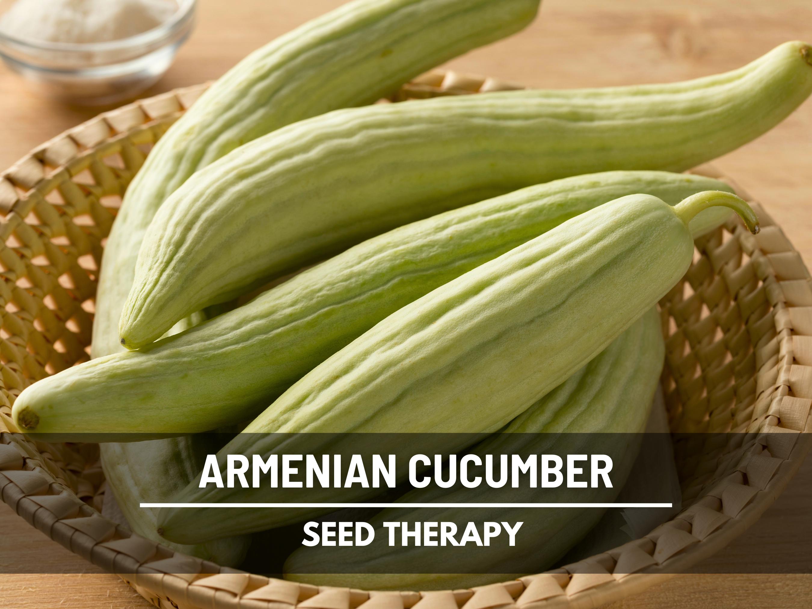 Armenian Yard-long Cucumber Seeds – Heirloom, Open Pollinated, Non-gmo ...