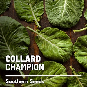 Collard Greens, Champion - 100 Seeds - Heirloom Vegetable - Open ...