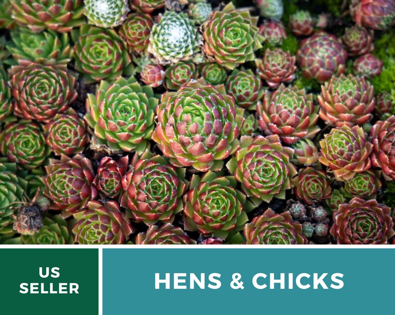 Hens & Chicks, Cactus Mix - 30 Seeds - Heirloom Succulent - Drought ...