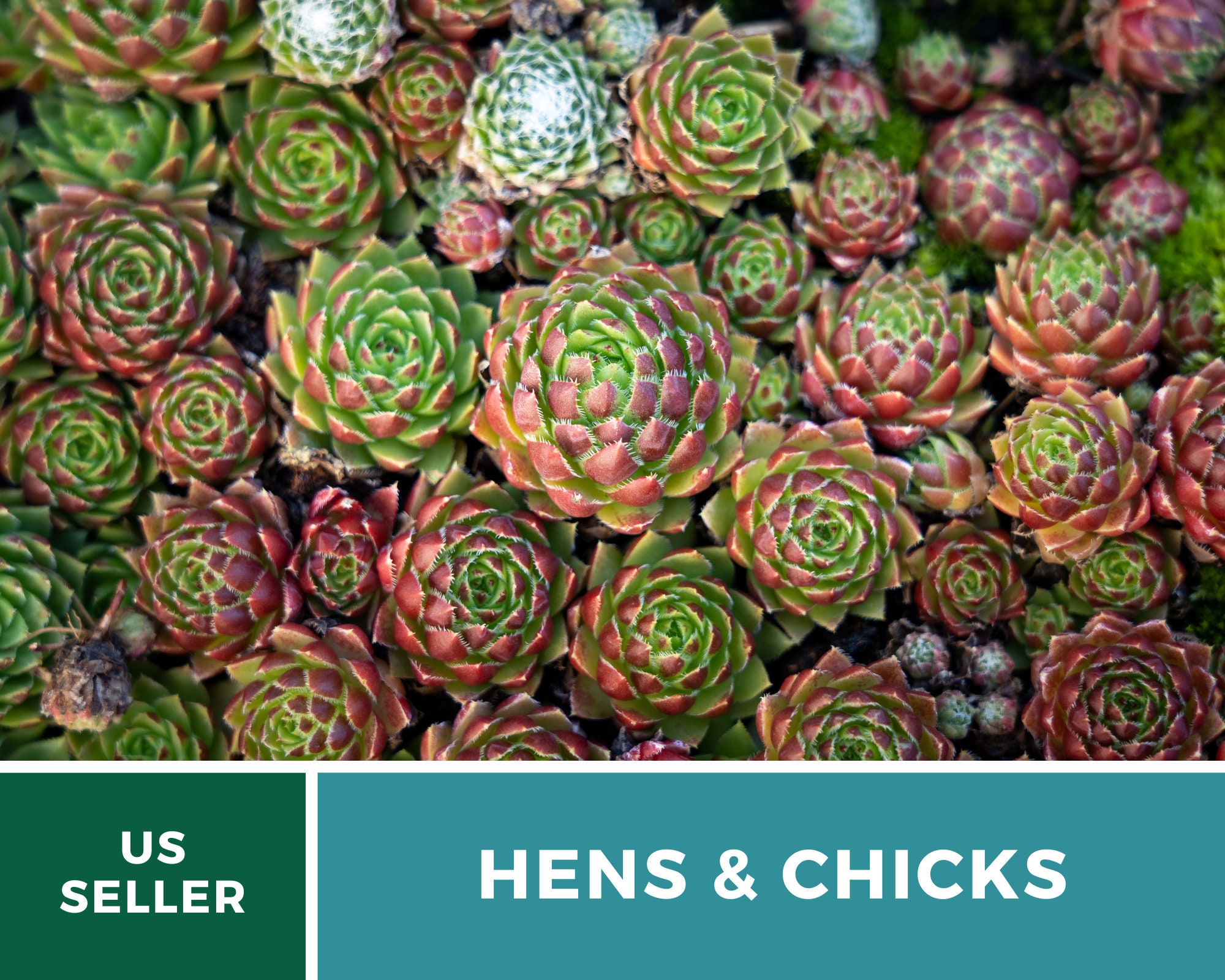 Hens & Chicks, Cactus Mix - 30 Seeds - Heirloom Succulent - Drought ...