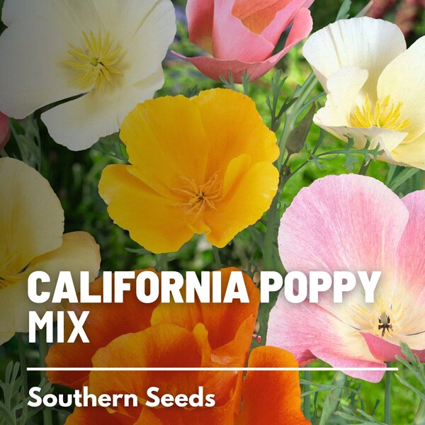 California Poppy - Etsy