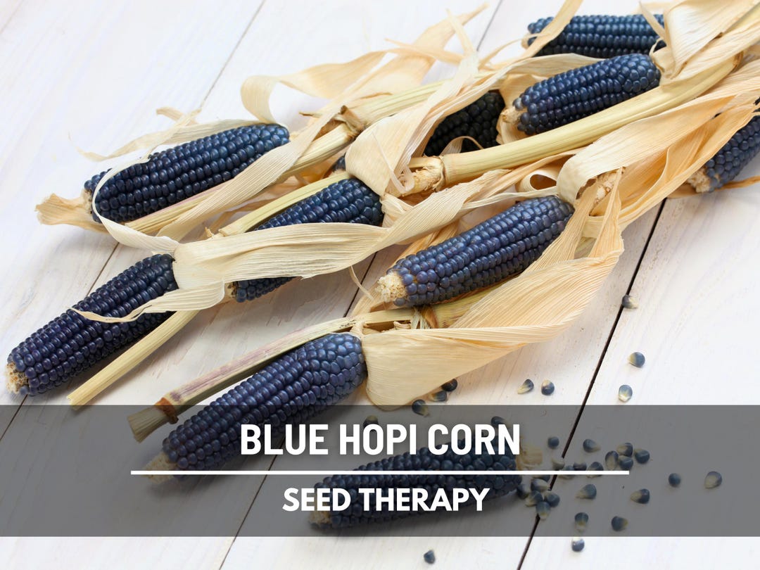 Hopi Blue Corn Seeds - Heirloom, Non-gmo, Southwest Vegetable (30 Seeds ...
