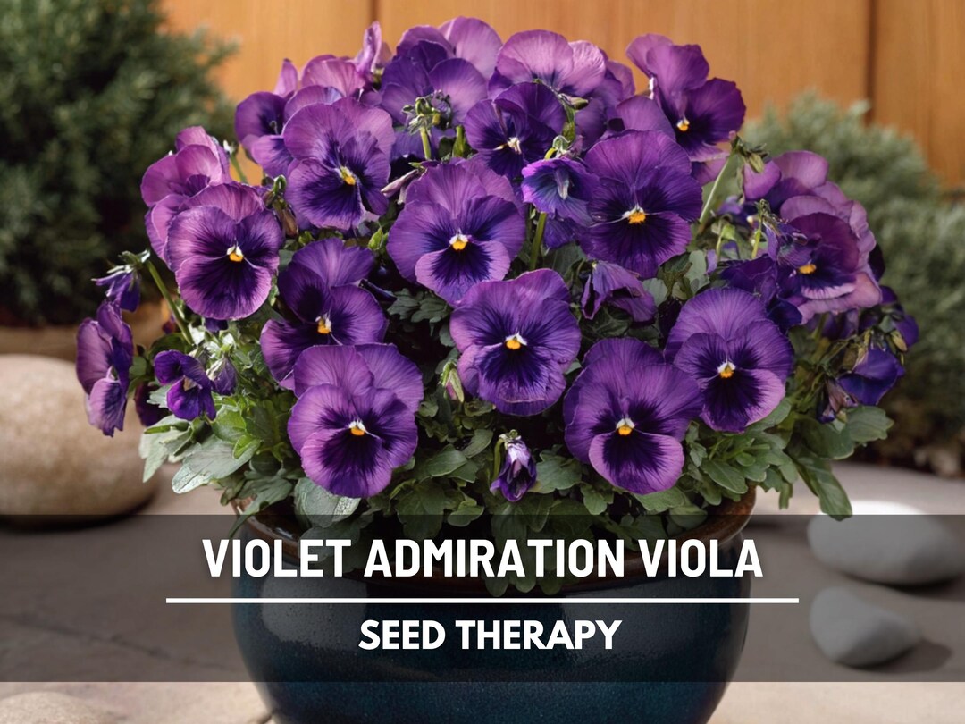 Violet Admiration Viola Seeds – Heirloom Horned Viola, Deep Purple ...