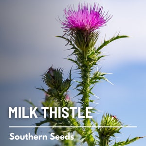Milk Thistle Seeds (blessed Thistle) – Heirloom Medicinal & Culinary ...