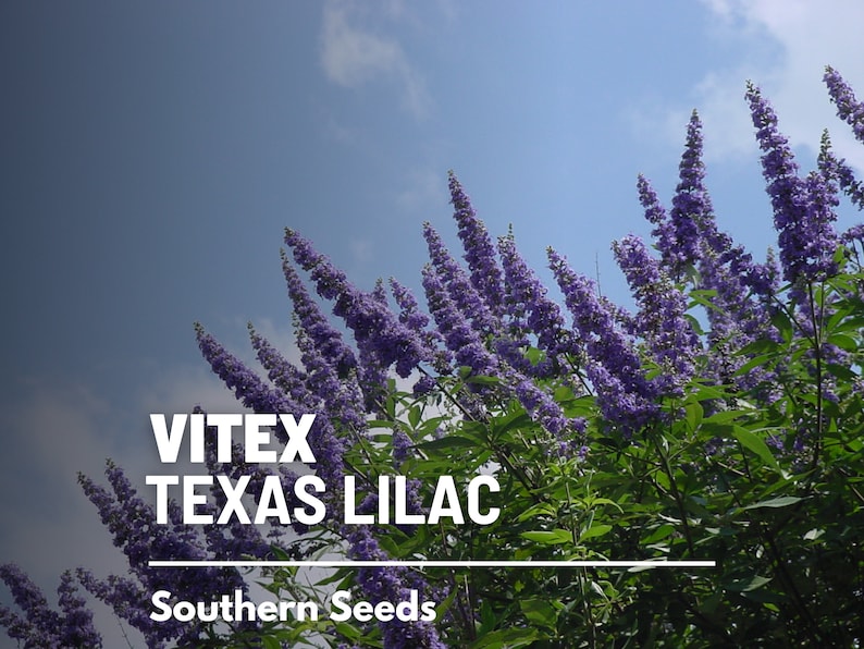 Vitex Chaste Tree Seeds (texas Lilac) – Heirloom Shrub, Stunning Blue ...
