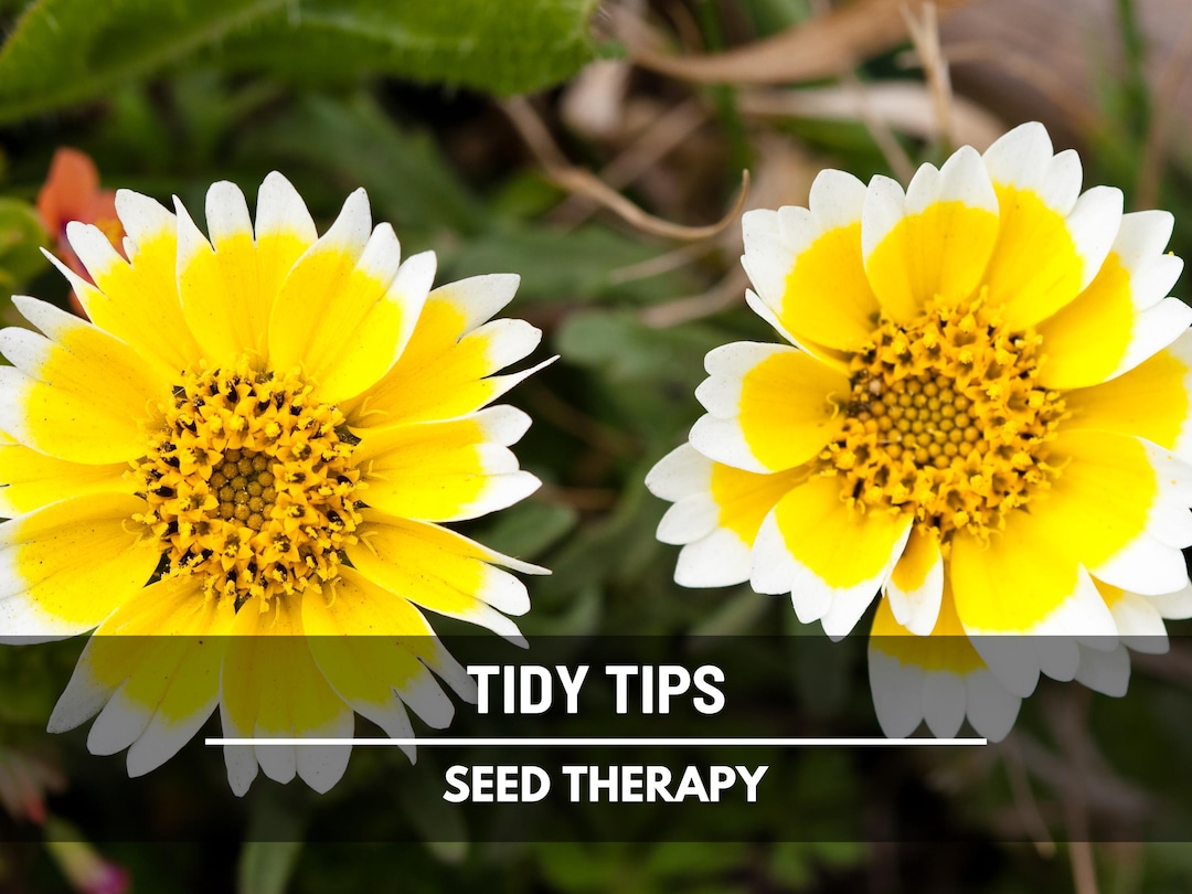 Tidy Tips - 100 Seeds - Heirloom Flower, Cheerful Yellow Daisies ...
