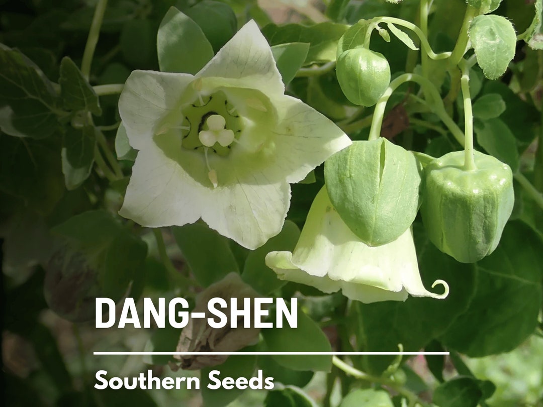 Dang-shen, Pilosula bonnet Bellflower 50 Seeds Heirloom Traditional ...
